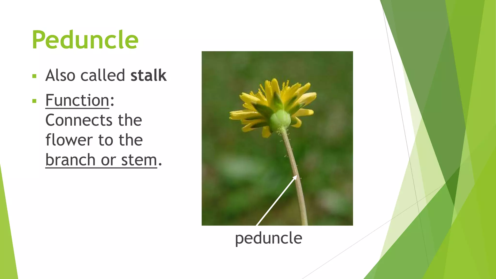 Unit 4, Lesson 4.2 - Parts of a Flower | PPTX
