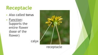 Unit 4, Lesson 4.2 - Parts of a Flower | PPTX