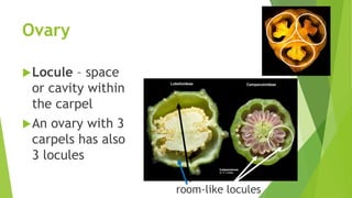 Unit 4, Lesson 4.2 - Parts of a Flower | PPTX