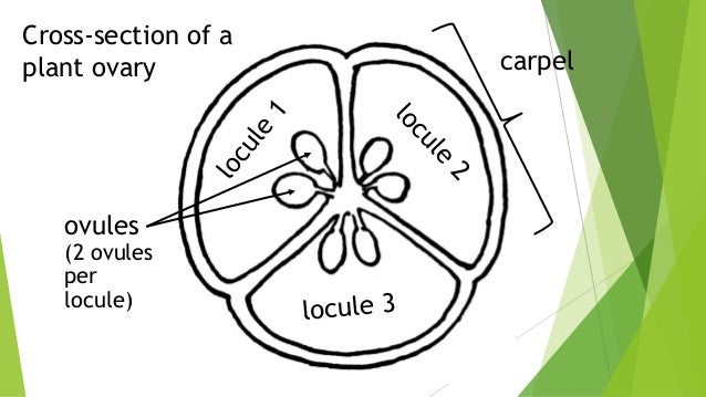 Unit 4, Lesson 4.2 - Parts of a Flower