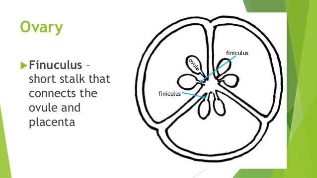Plant Ovary Cross Section