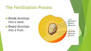 Unit 4, Lesson 4.3 - Plant Fertilization | PPTX