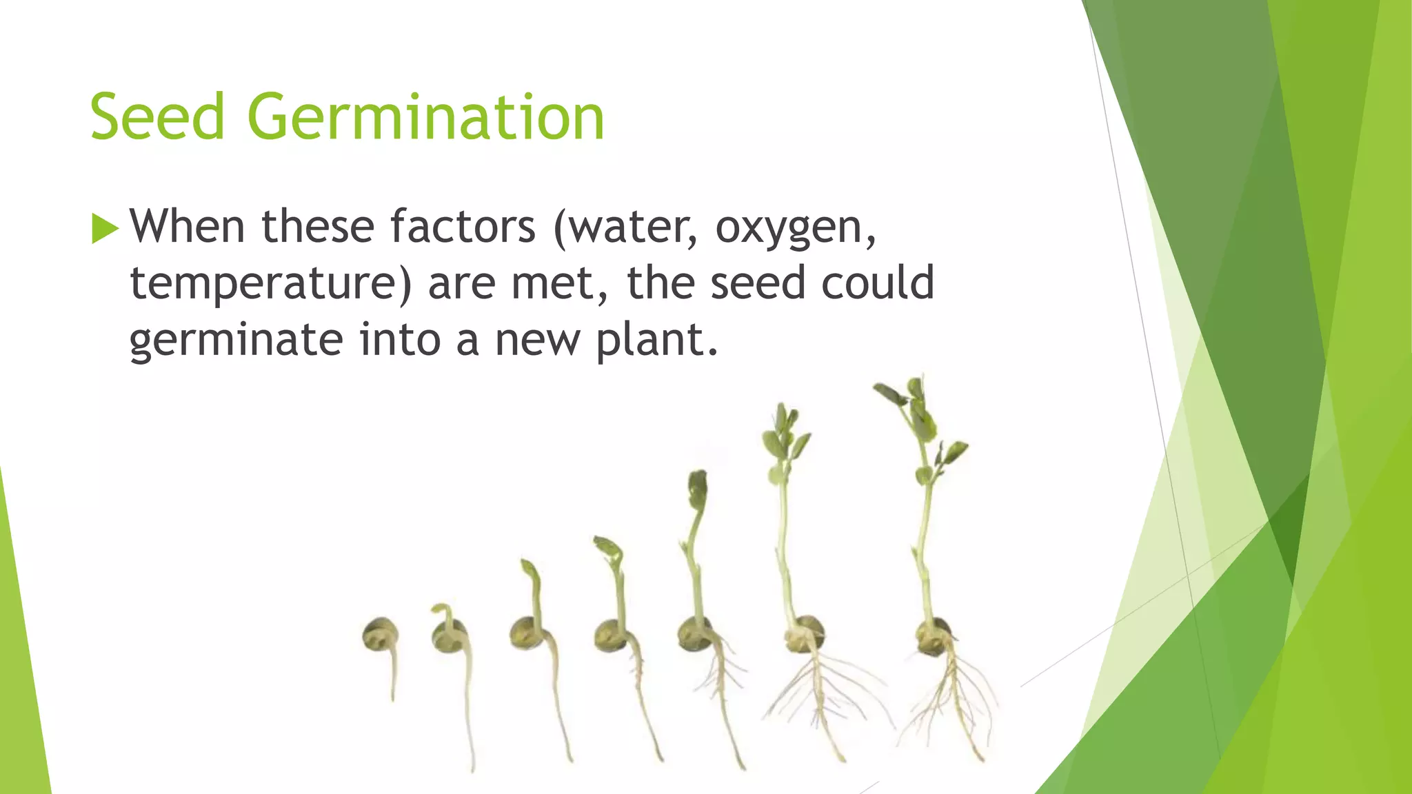 Unit 4, Lesson 4.4 - The Seed | PPTX