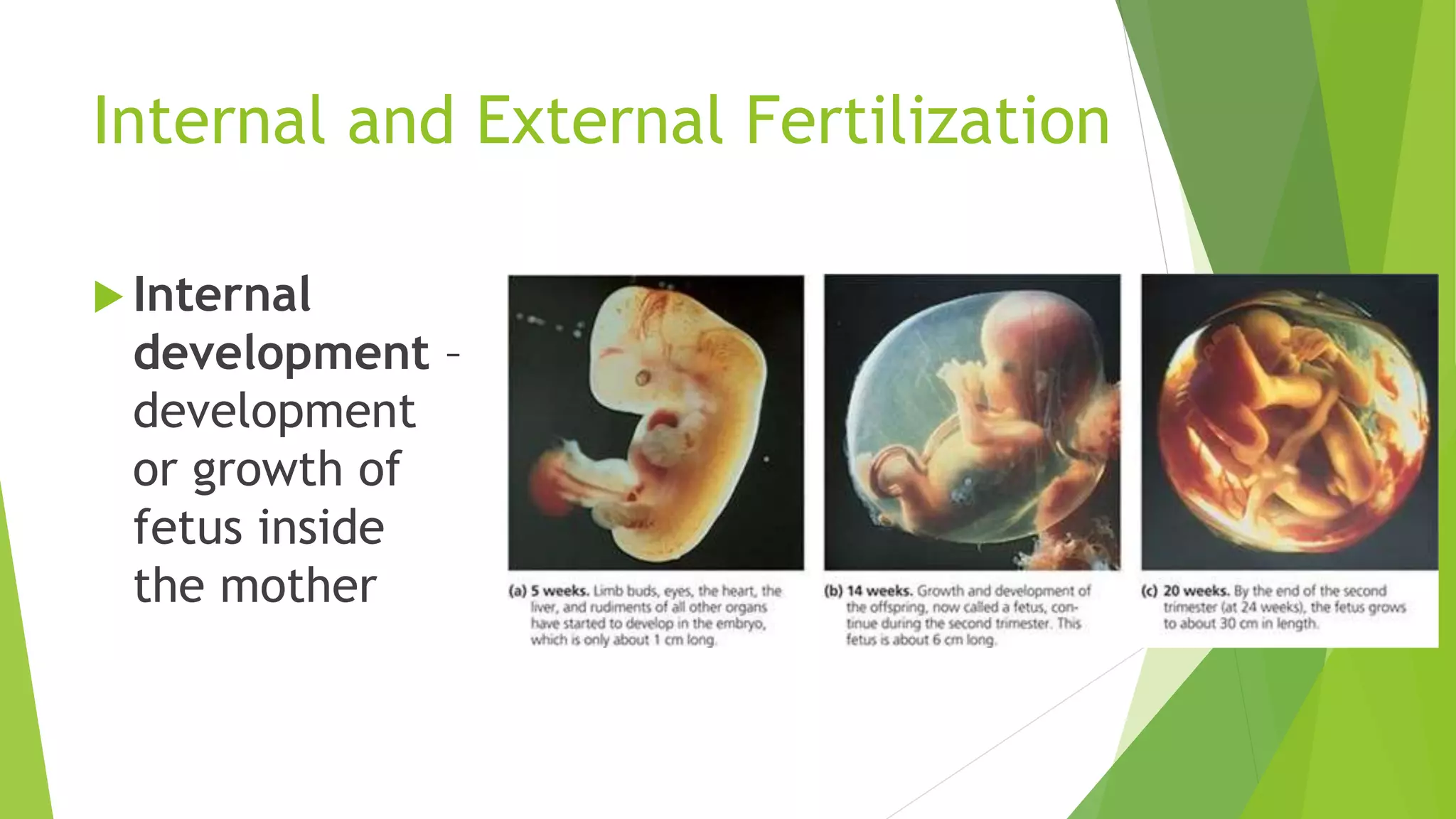 Unit 4, Lesson 4.5 - Sexual Reproduction in Animals | PPTX