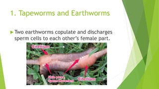 Unit 4, Lesson 4.5 - Sexual Reproduction in Animals | PPTX