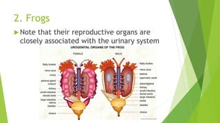 Unit 4, Lesson 4.5 - Sexual Reproduction in Animals | PPTX