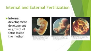 Unit 4, Lesson 4.5 - Sexual Reproduction in Animals | PPTX