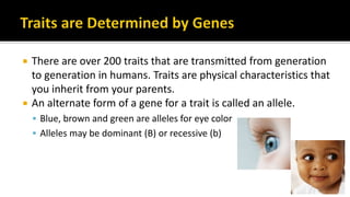 U5.5 Human Trait Inventory | PPTX