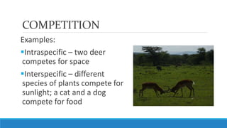 Unit 5, Lesson 5.3- Ecological Relationships | PPTX