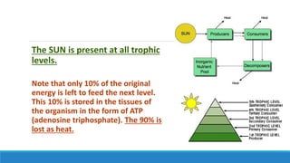 Unit 5, Lesson 4- Energy Flow in Ecosystem | PPTX