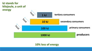 Unit 5, Lesson 4- Energy Flow in Ecosystem | PPTX