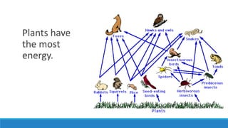 Unit 5, Lesson 4- Energy Flow in Ecosystem | PPTX