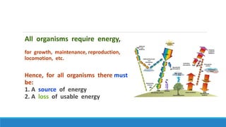 Unit 5, Lesson 4- Energy Flow in Ecosystem | PPTX