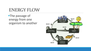 Unit 5, Lesson 4- Energy Flow in Ecosystem | PPTX