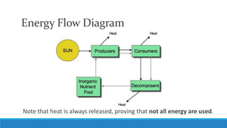 Unit 5, Lesson 4- Energy Flow in Ecosystem | PPTX