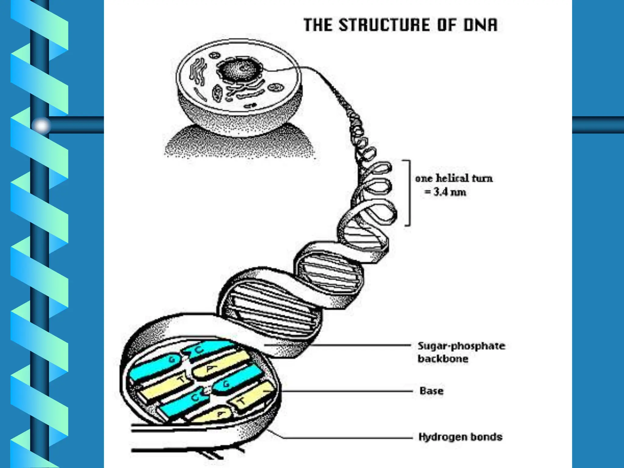 DNA vs RNA and DNA Replication powerpoint | PPT