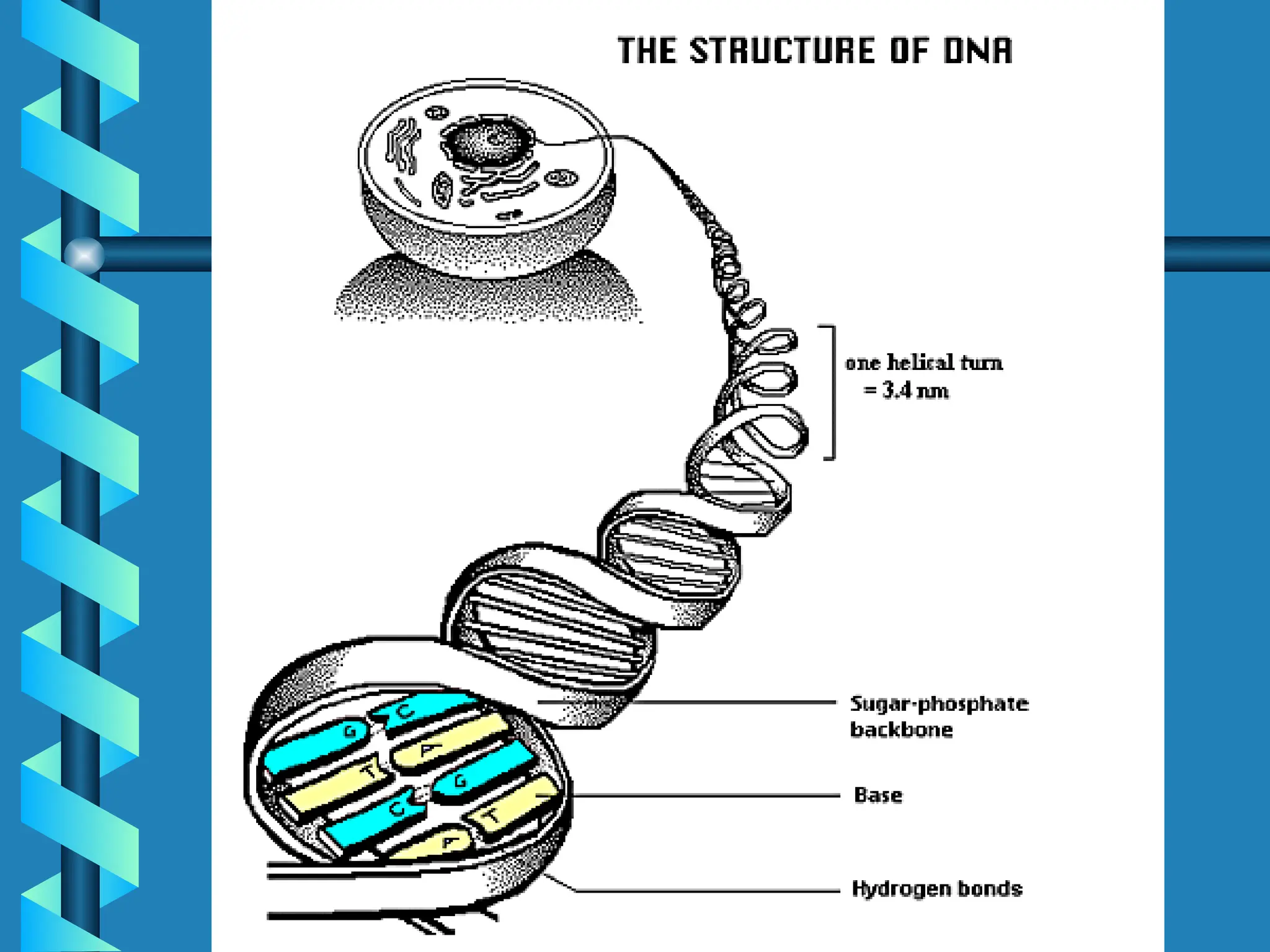 genetic lesson dna and rna replication and its details | PPT
