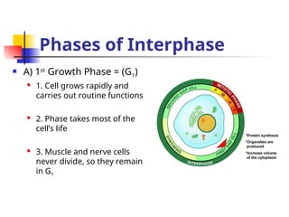 The cell cycle , the different phases and the cell division | PPT