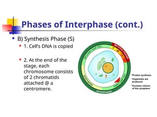 The cell cycle , the different phases and the cell division | PPT