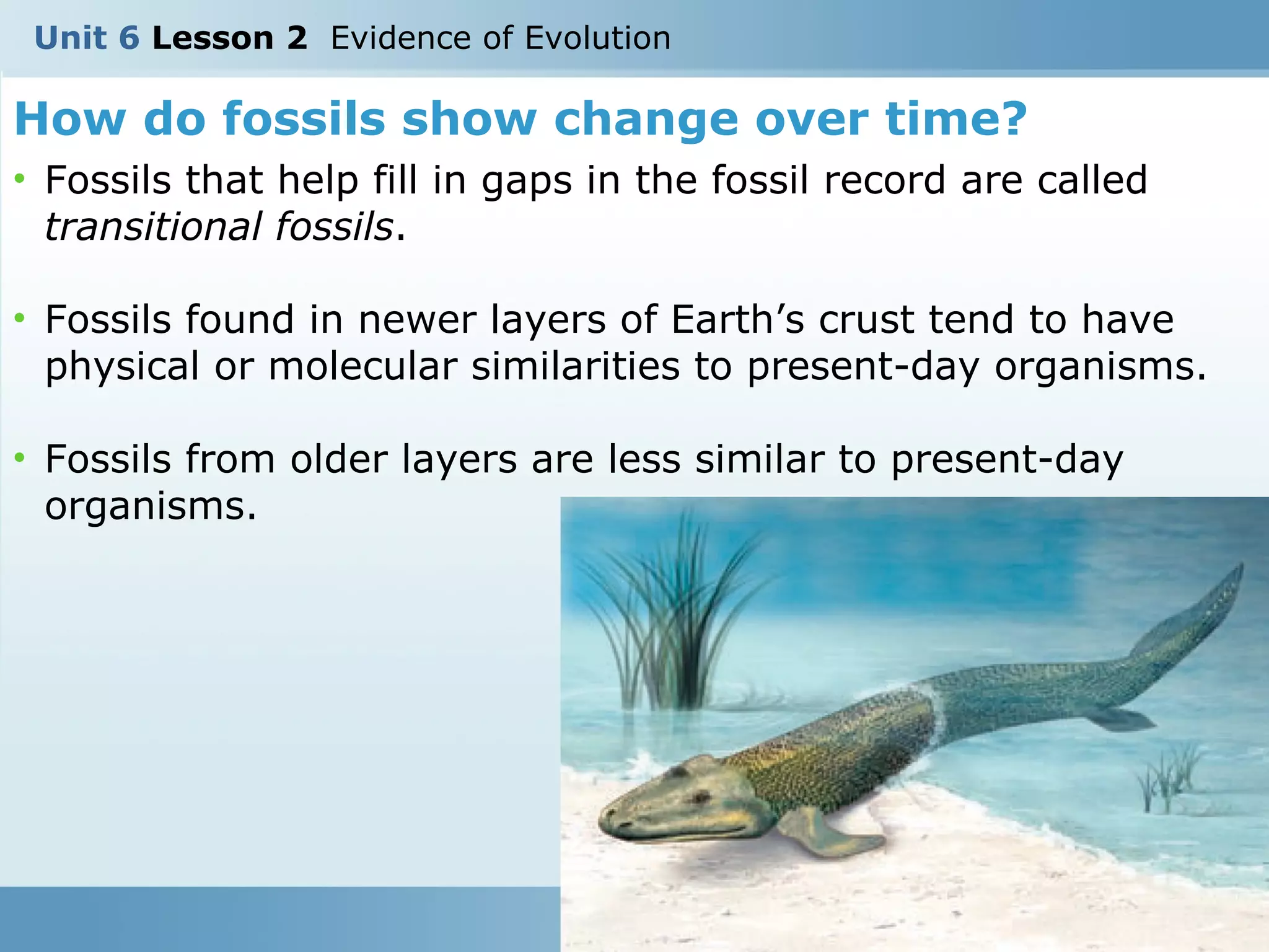 U6 L2 Evidence of Evolution | PPT | Geology | Science