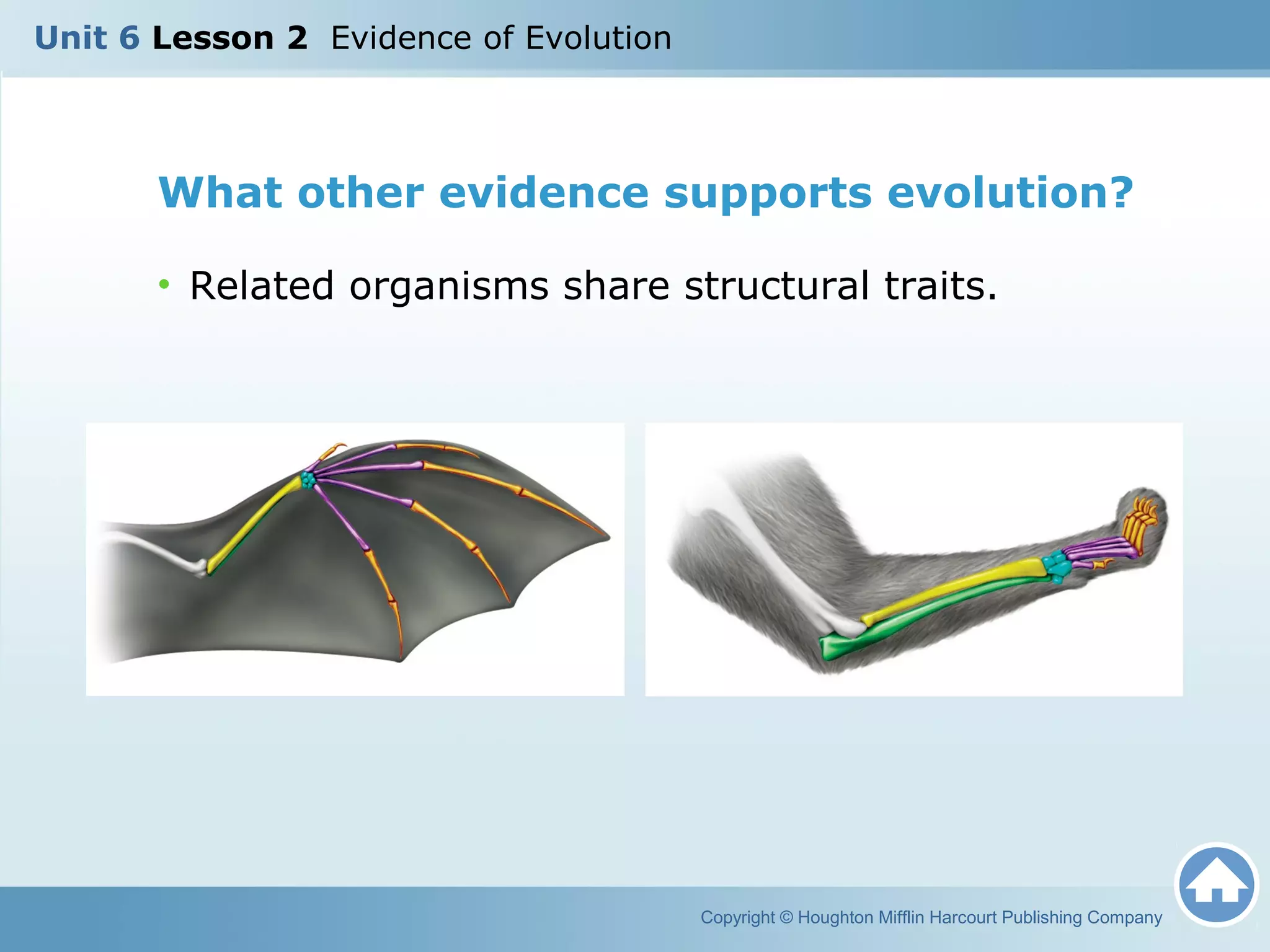 U6 L2 Evidence of Evolution | PPT | Geology | Science