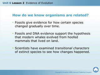 U6 L2 Evidence of Evolution | PPT | Geology | Science