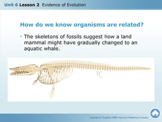 U6 L2 Evidence of Evolution | PPT | Geology | Science