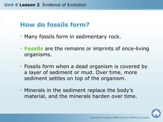 U6 L2 Evidence of Evolution | PPT | Geology | Science