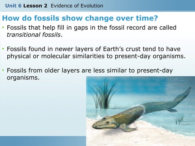 U6 L2 Evidence of Evolution | PPT | Geology | Science