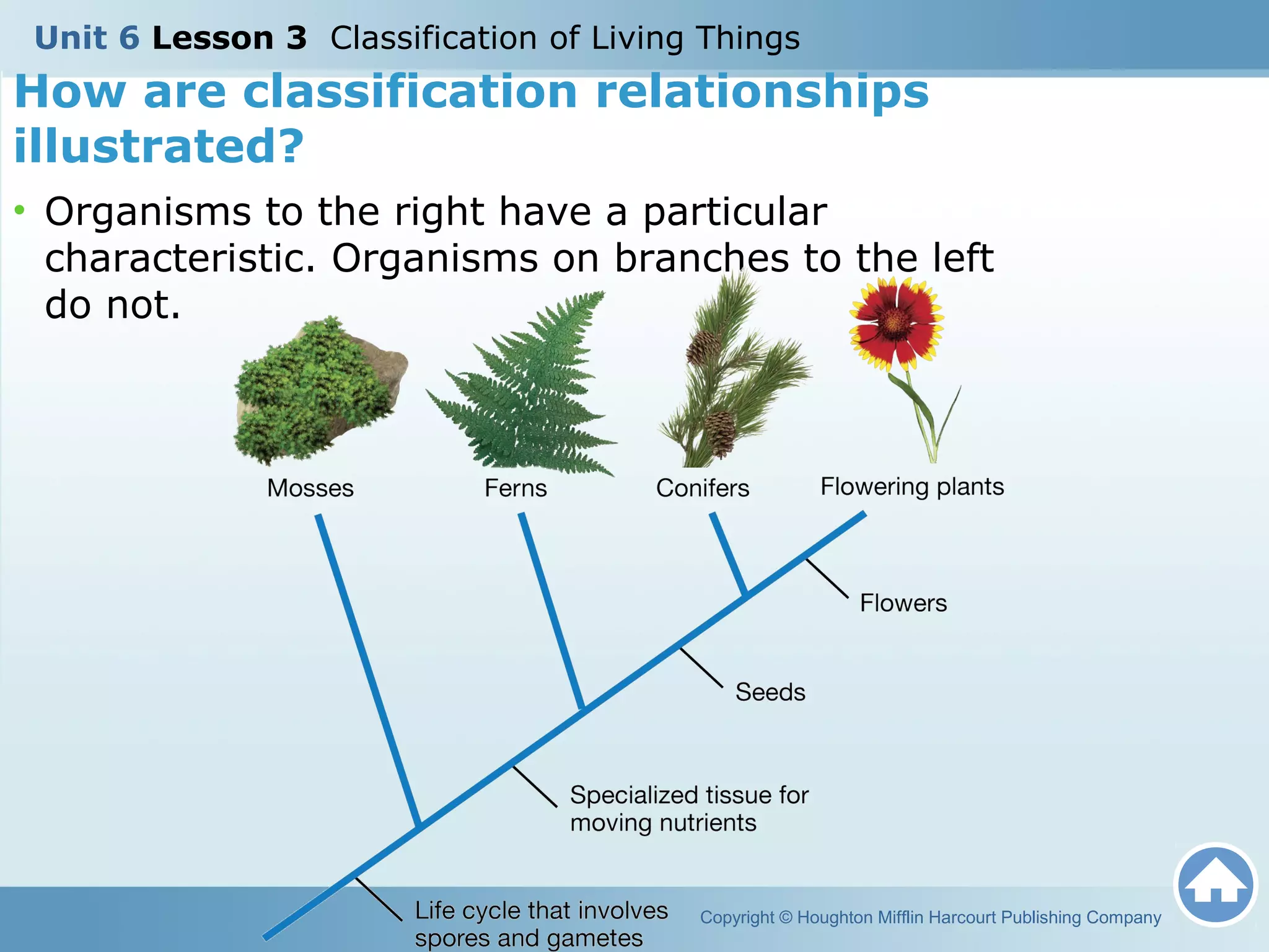 U6 L3 Classification of Living Things | PPT