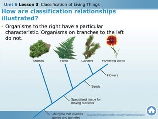 U6 L3 Classification of Living Things | PPT