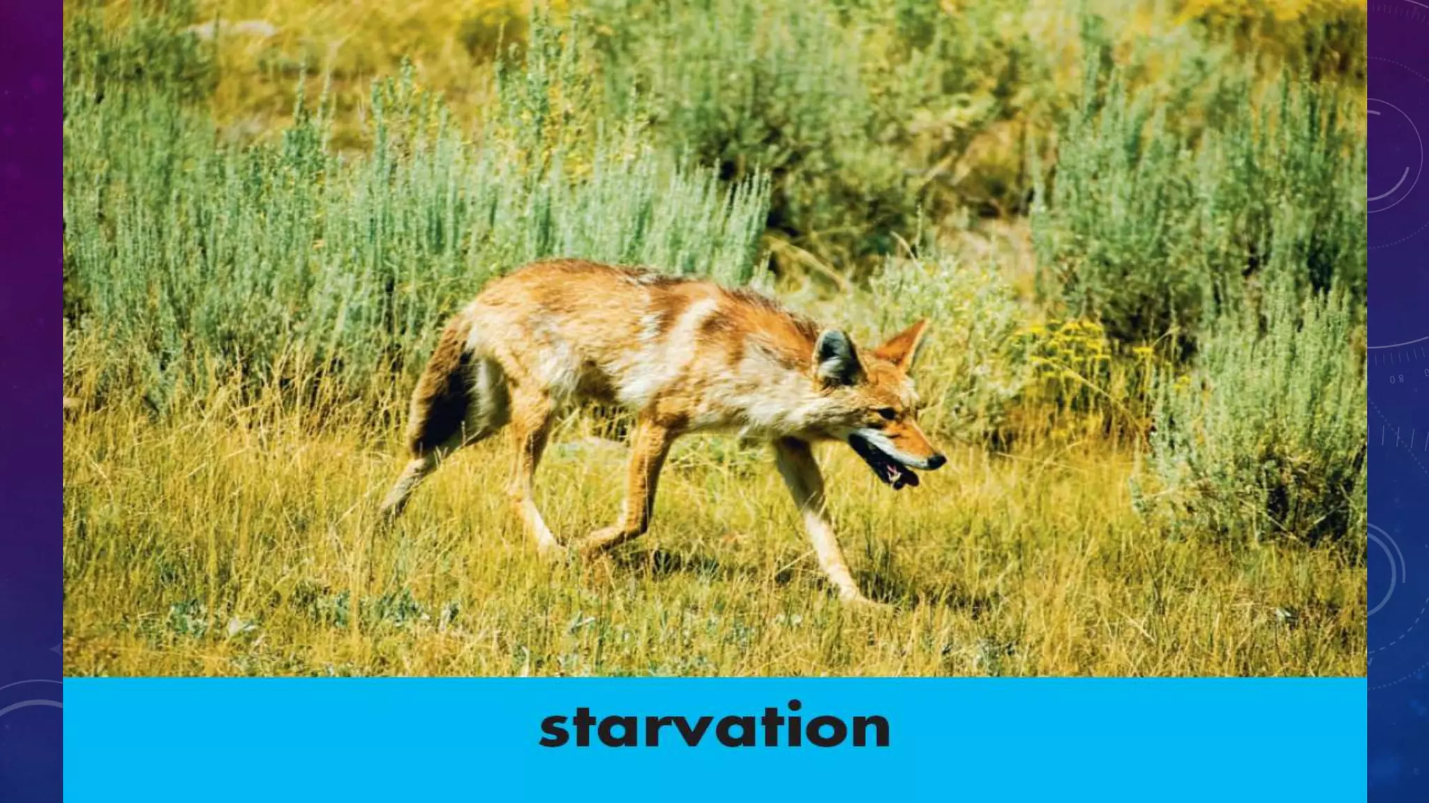 U6 w2 the mystery of saint matthew island | PPT