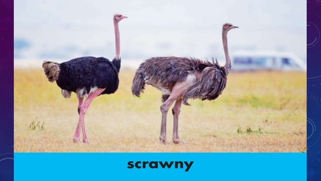 U6 w2 the mystery of saint matthew island | PPT