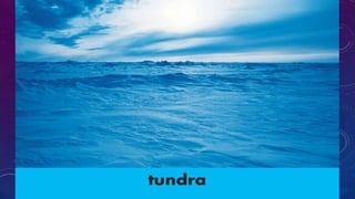 U6 w2 the mystery of saint matthew island | PPT