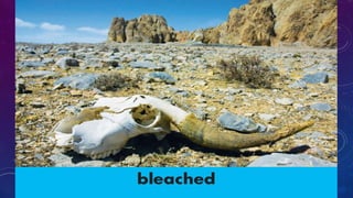 U6 w2 the mystery of saint matthew island | PPT