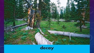 U6 w2 the mystery of saint matthew island | PPT