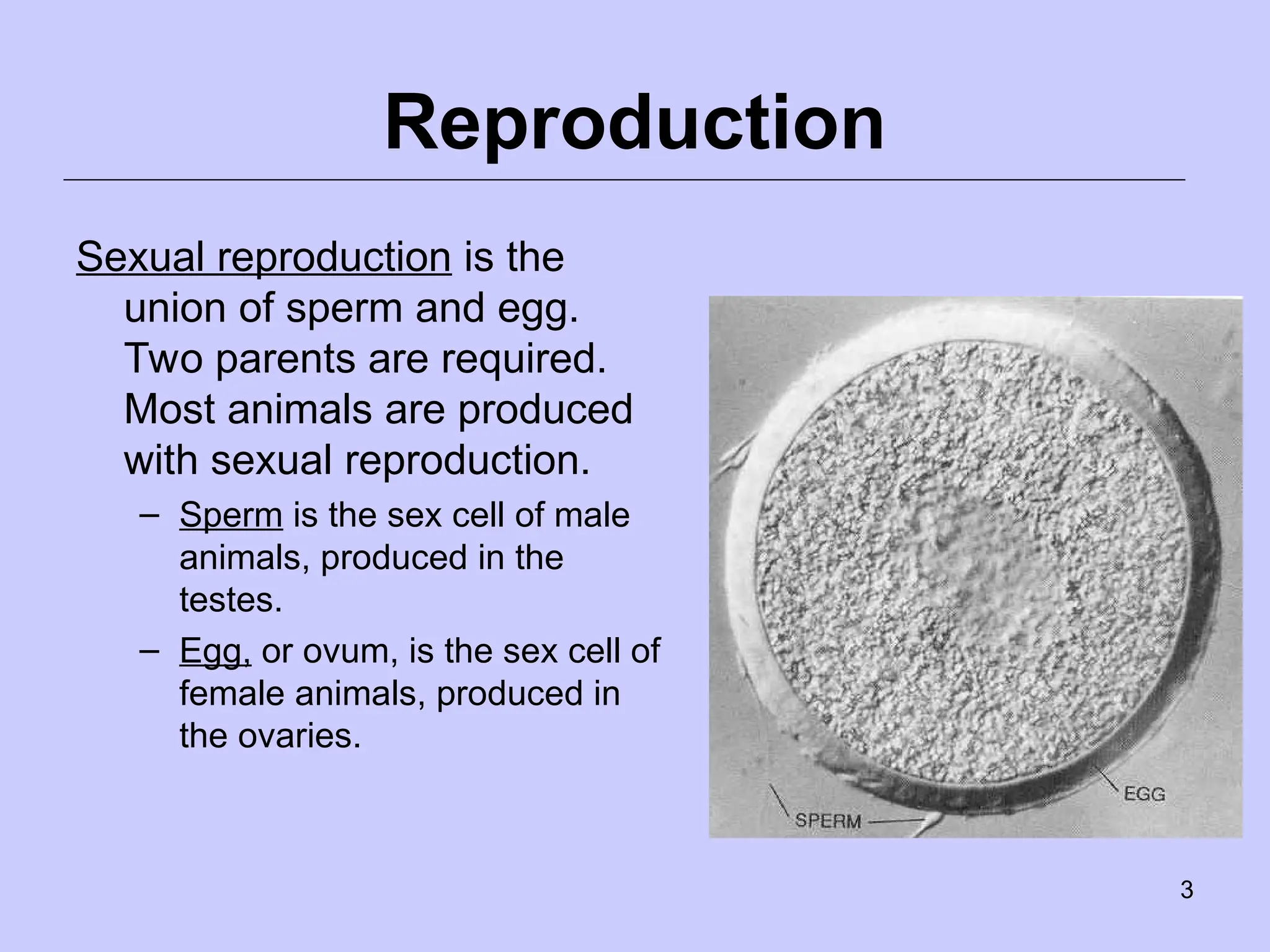 PIG REPRODUCTIVE SYSTEM ITS ANATOMY AND PHYSIOLOGY | PPT