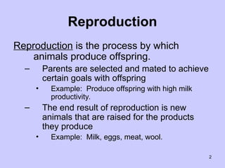 PIG REPRODUCTIVE SYSTEM ITS ANATOMY AND PHYSIOLOGY | PPT