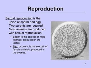 PIG REPRODUCTIVE SYSTEM ITS ANATOMY AND PHYSIOLOGY | PPT