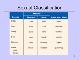 PIG REPRODUCTIVE SYSTEM ITS ANATOMY AND PHYSIOLOGY | PPT