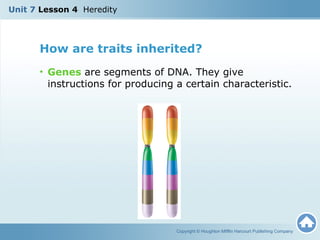 U7L4 Heredity | PPT