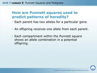U7L5 Punnett Squares & Pedigrees | PPT | Genetics | Science