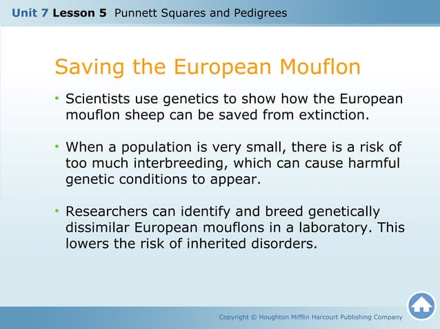 U7L5 Punnett Squares & Pedigrees | PPT | Genetics | Science