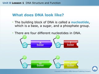 U8L1 DNA Structure & Function | PPT
