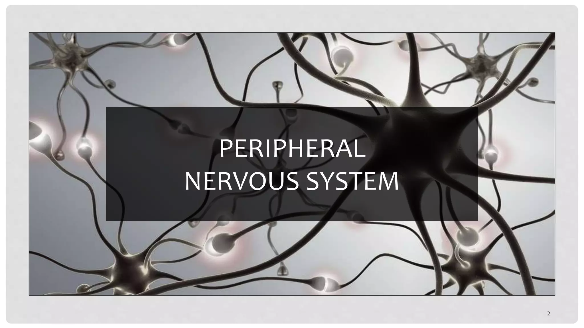 U9.5 Nervous System | PPT