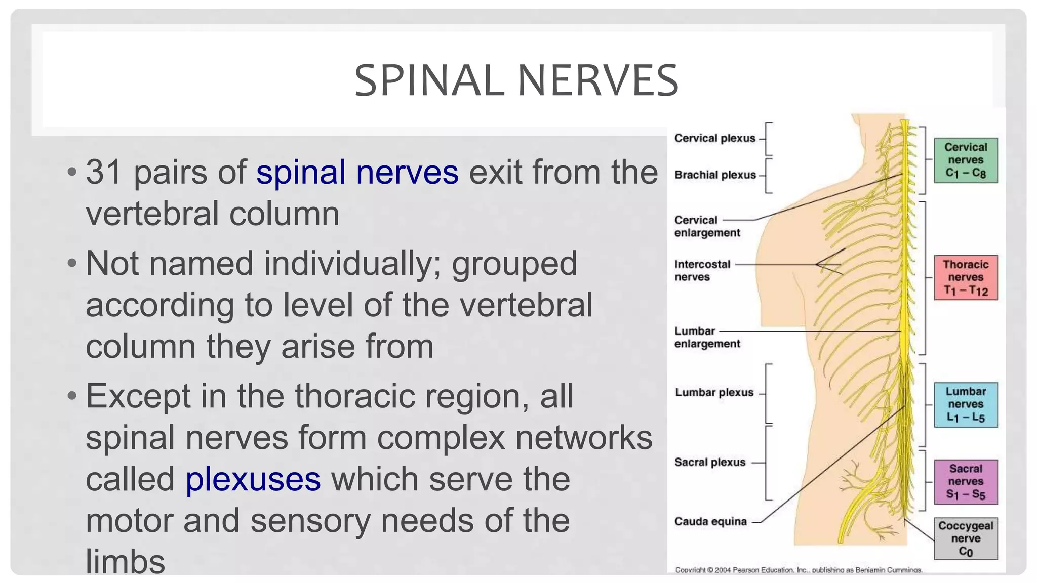 U9.5 Nervous System | PPTX