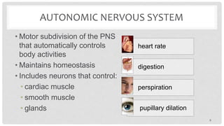 U9.5 Nervous System | PPTX