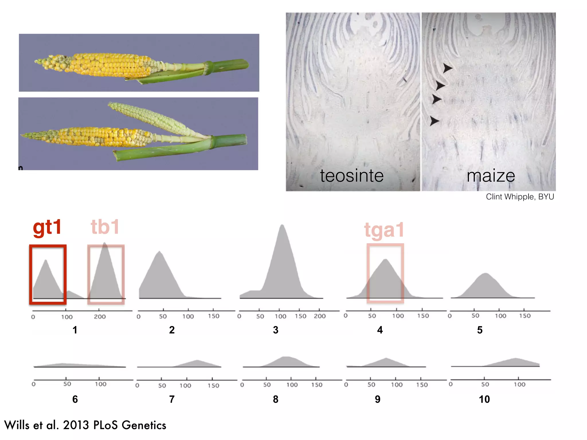 Evolutionary Genetics of Complex Genome | PDF