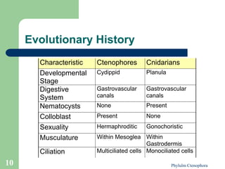 Phylum_Ctenophora-ctenophora-ctenophora.ppt