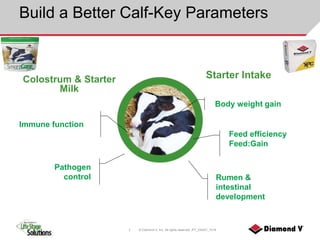 U.A.E Training Calf Rearing | PPT